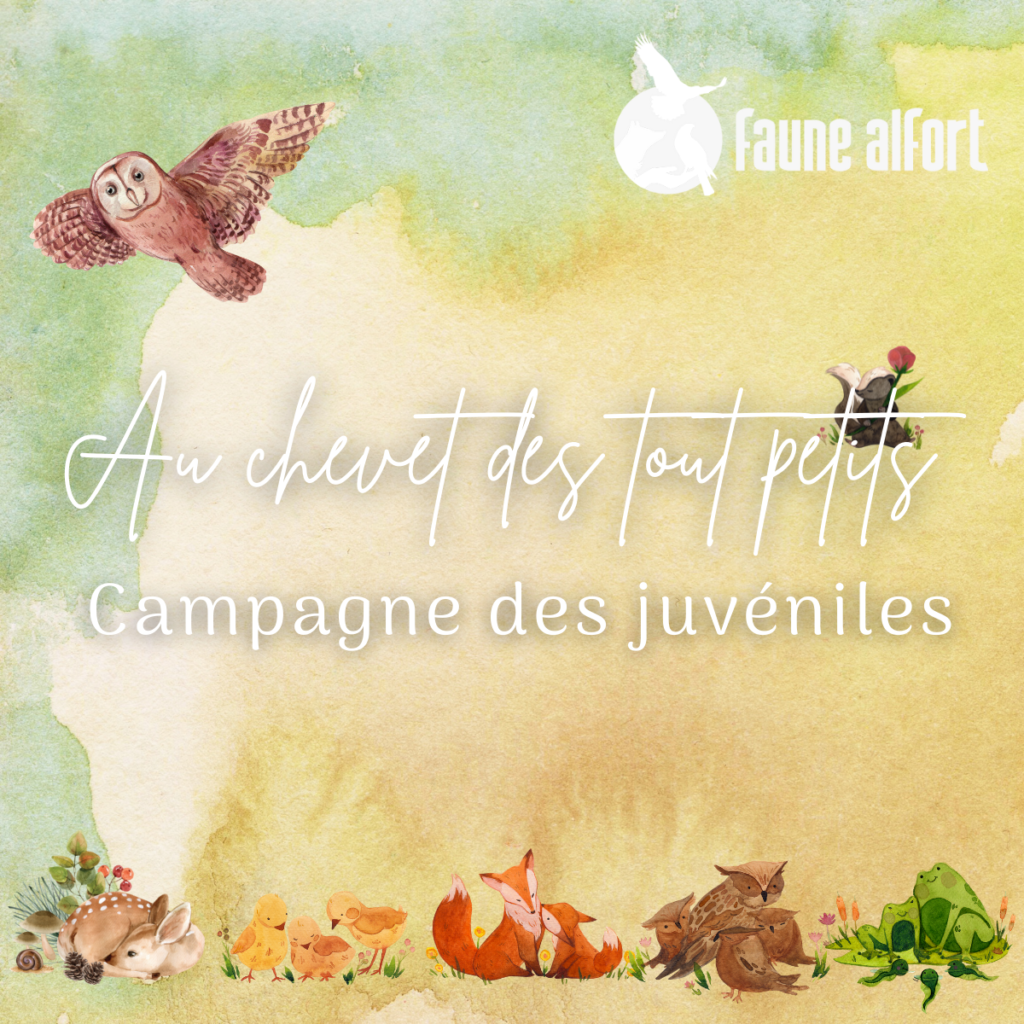 Association Faune Alfort - Soins de la faune sauvage