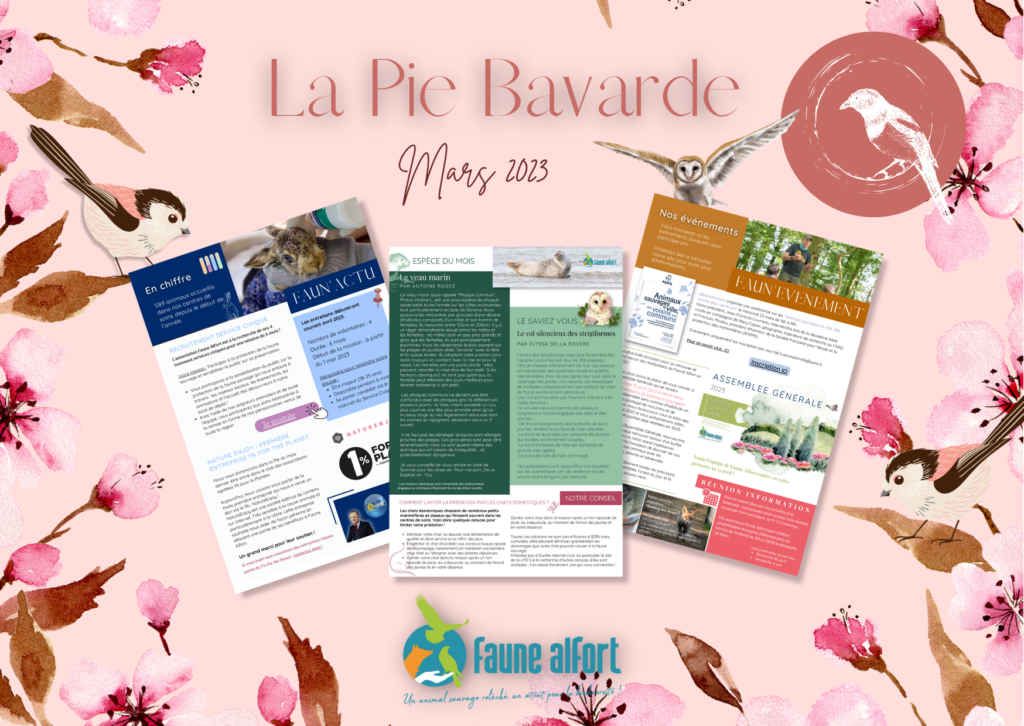 La Pie Bavarde - Mars 2023 - Faune Alfort