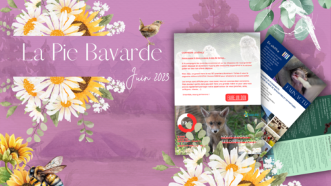 La Pie Bavarde - Juin 2023 - Faune Alfort