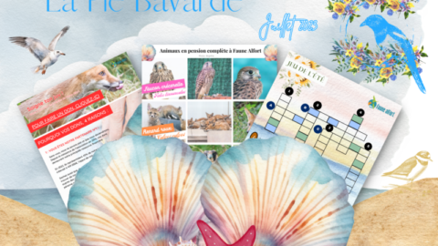 La Pie Bavarde - Juillet 2023 - Faune Alfort