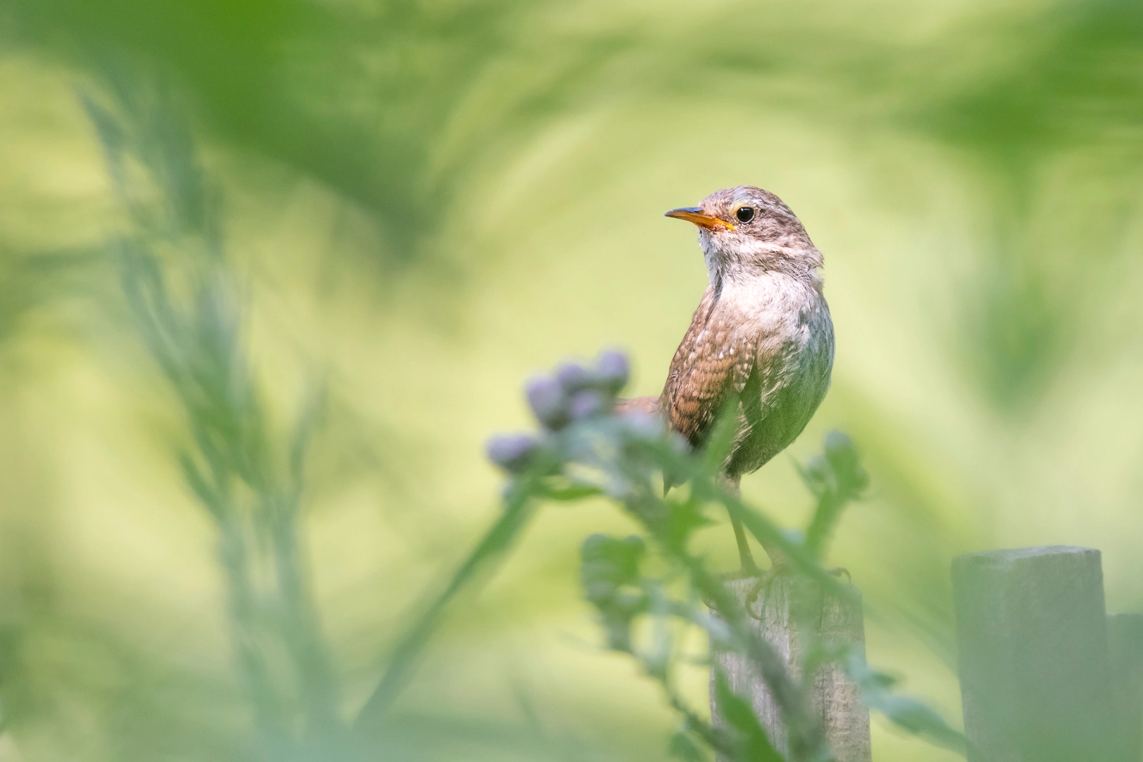 Association Faune Alfort - Soins de la faune sauvage